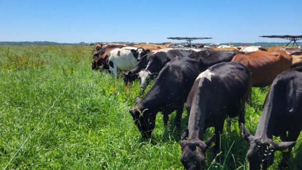 Springwood Organic Farm – Grassfed Vitality