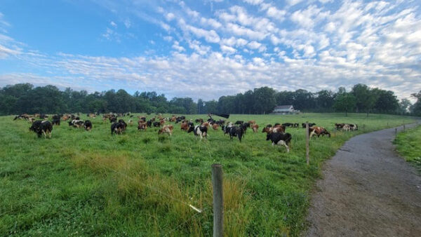 Springwood Organic Farm – Grassfed Vitality