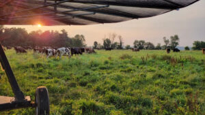 Springwood Organic Farm – Grassfed Vitality