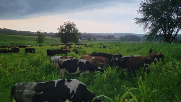 Springwood Organic Farm – Grassfed Vitality