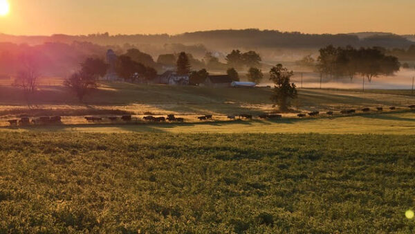 Springwood Organic Farm – Grassfed Vitality