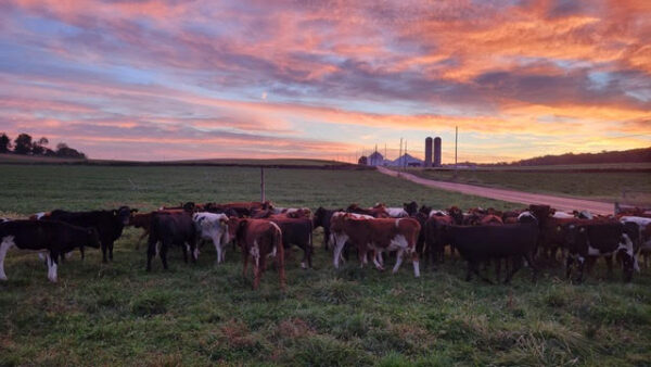 Springwood Organic Farm – Grassfed Vitality