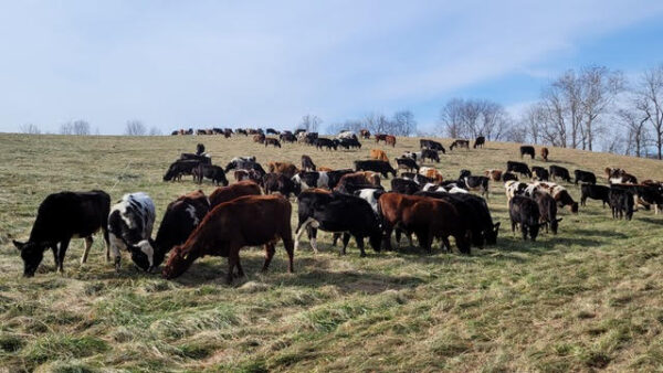 Springwood Organic Farm – Grassfed Vitality