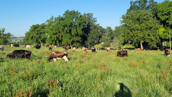 Springwood Organic Farm – Grassfed Vitality