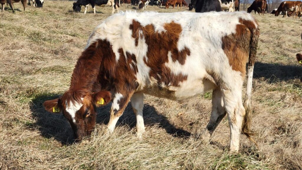 Springwood Organic Farm – Grassfed Vitality