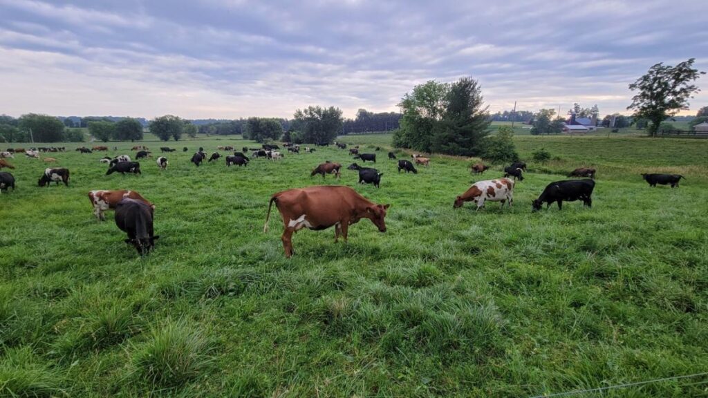 Springwood Organic Farm – Grassfed Vitality