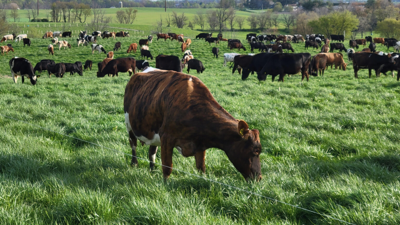 Springwood Organic Farm – Grassfed Vitality